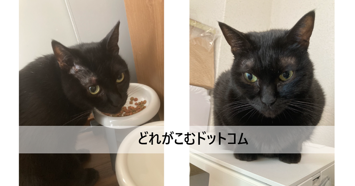 どれがこむドットコム | RUNTEQ(ランテック)